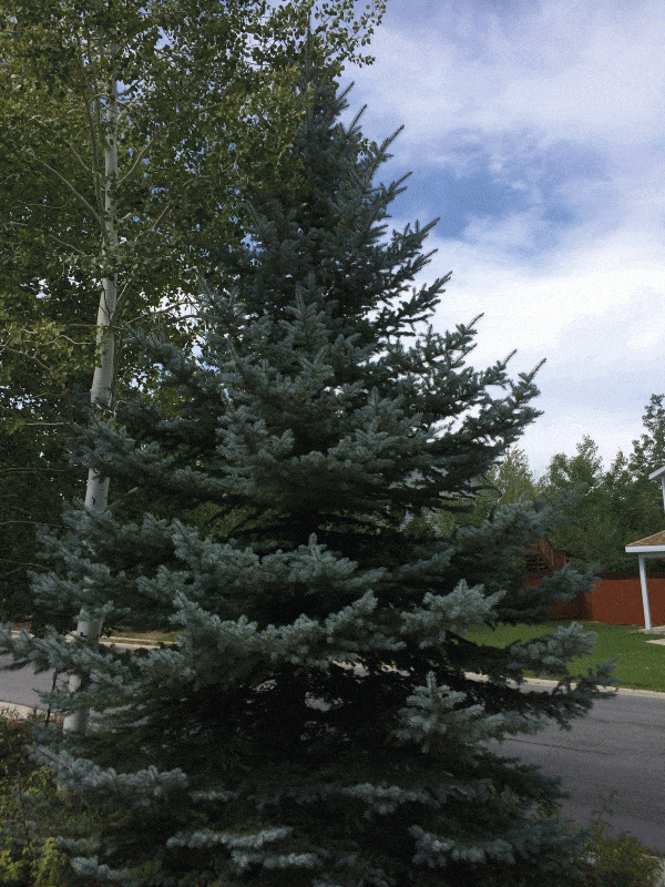 Eleanor Bennett | Park City Museum